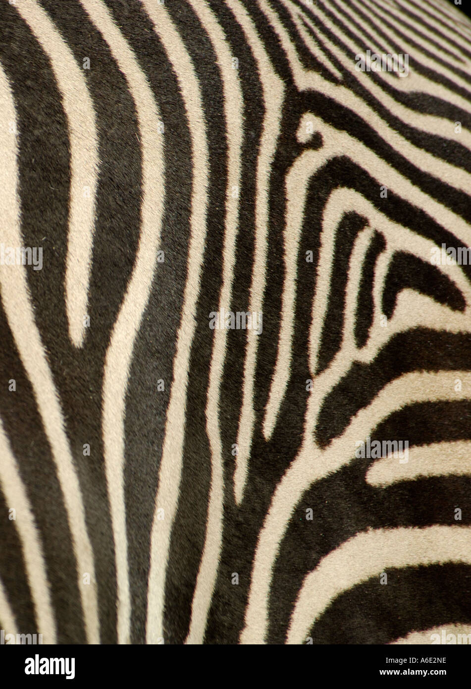 Coat of zebra, grevyzebra, detail Stock Photo - Alamy