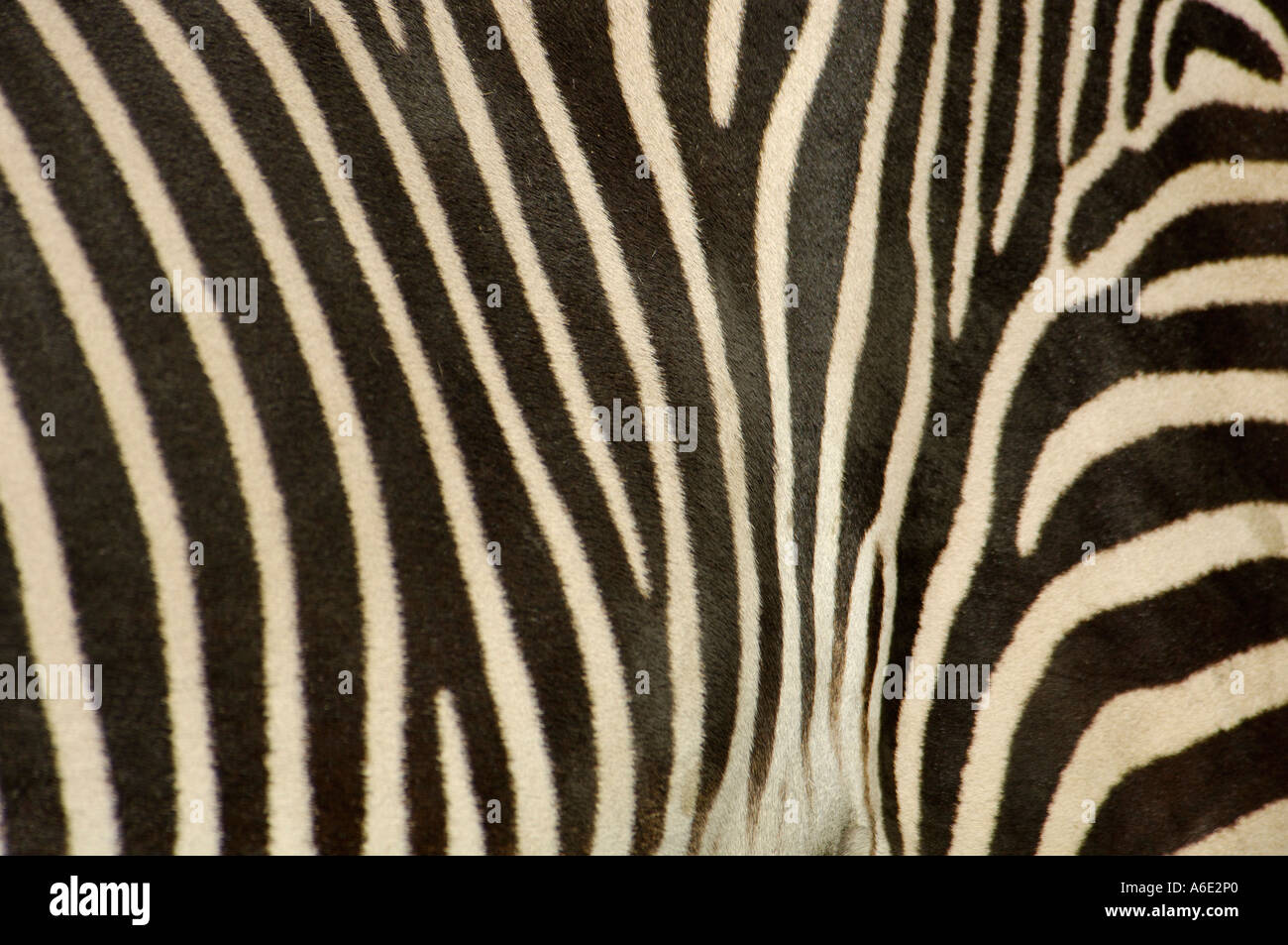Zebra coat hi-res stock photography and images - Alamy
