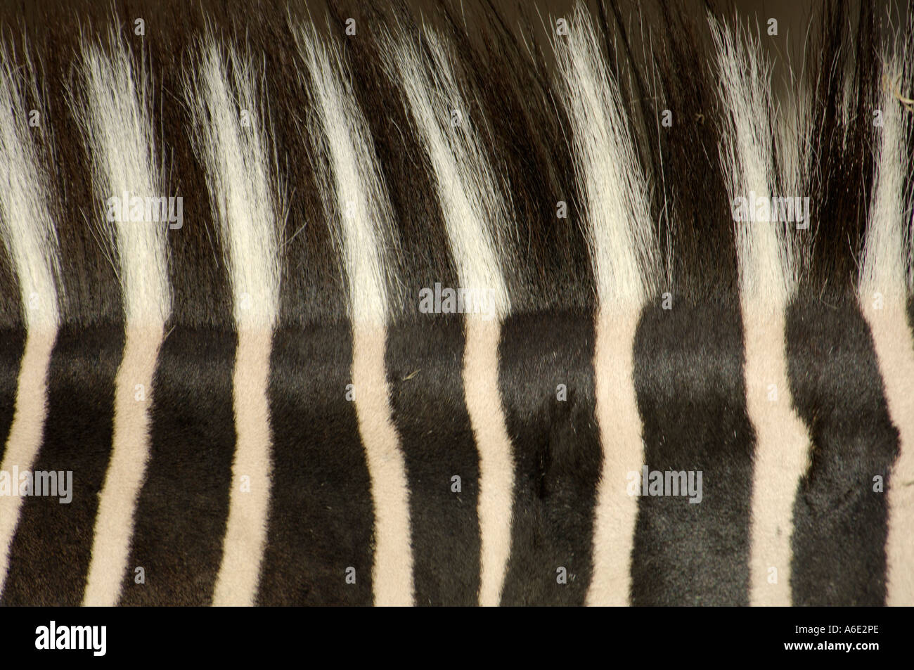 Coat zebra striped mane hi-res stock photography and images - Alamy