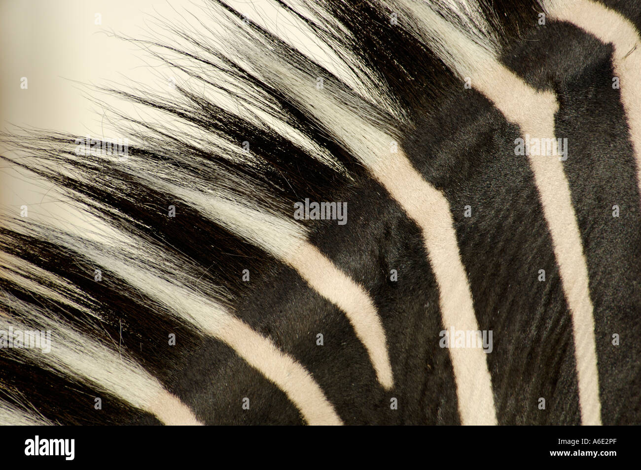 Mane, coat of zebra, grevyzebra, detail Stock Photo - Alamy