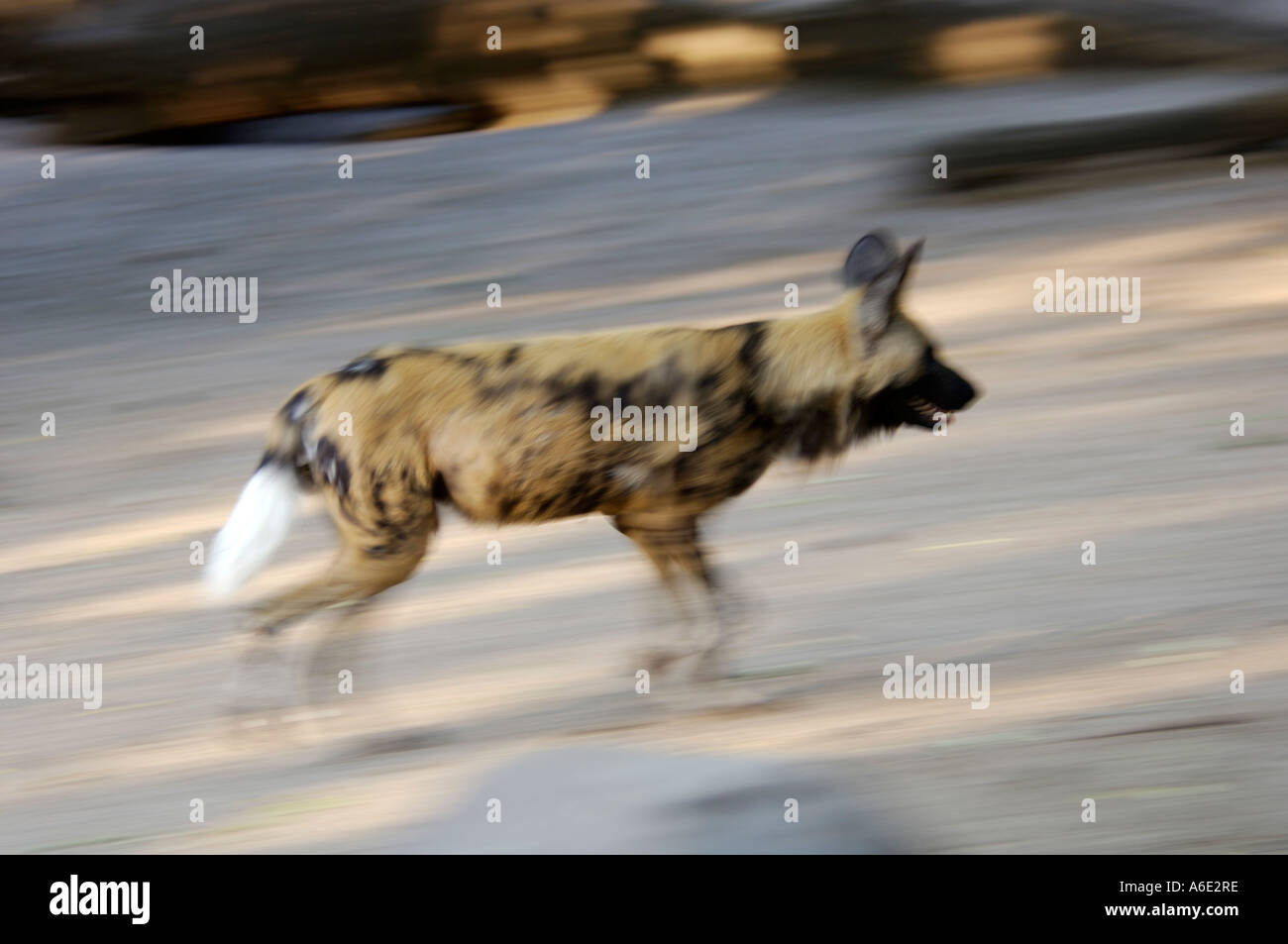 Running African Wilddog Lycaon pictus, endangered, Africa, Zoo Berlin ...