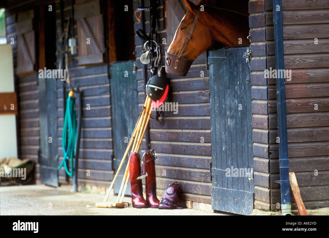 Polo pony in stables Stock Photo - Alamy