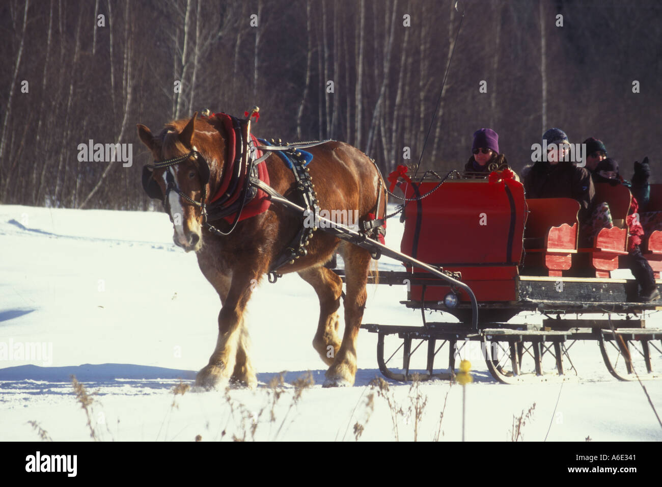 One horse open sleigh hi-res stock photography and images - Alamy
