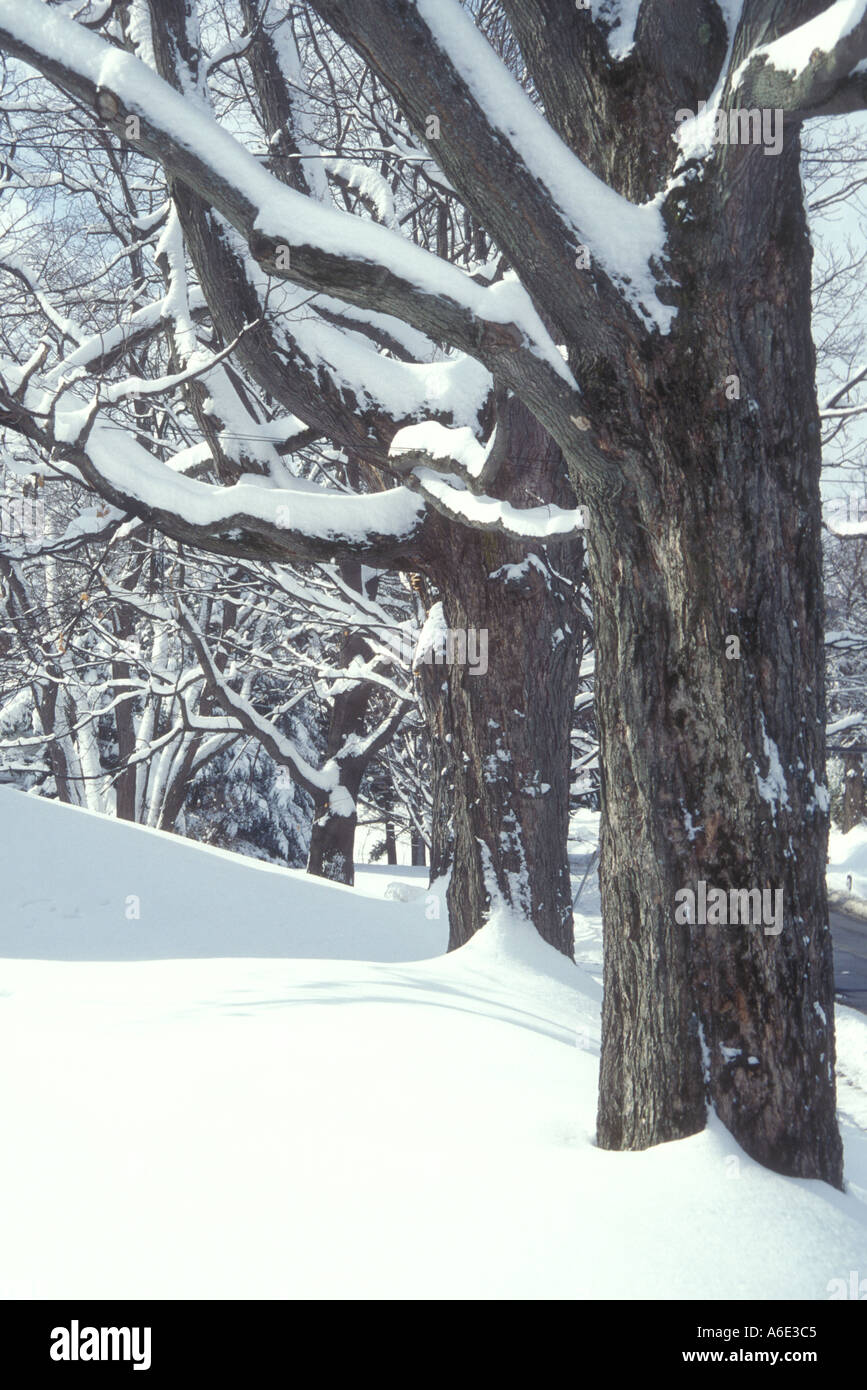 New england vermont trees hi-res stock photography and images - Alamy