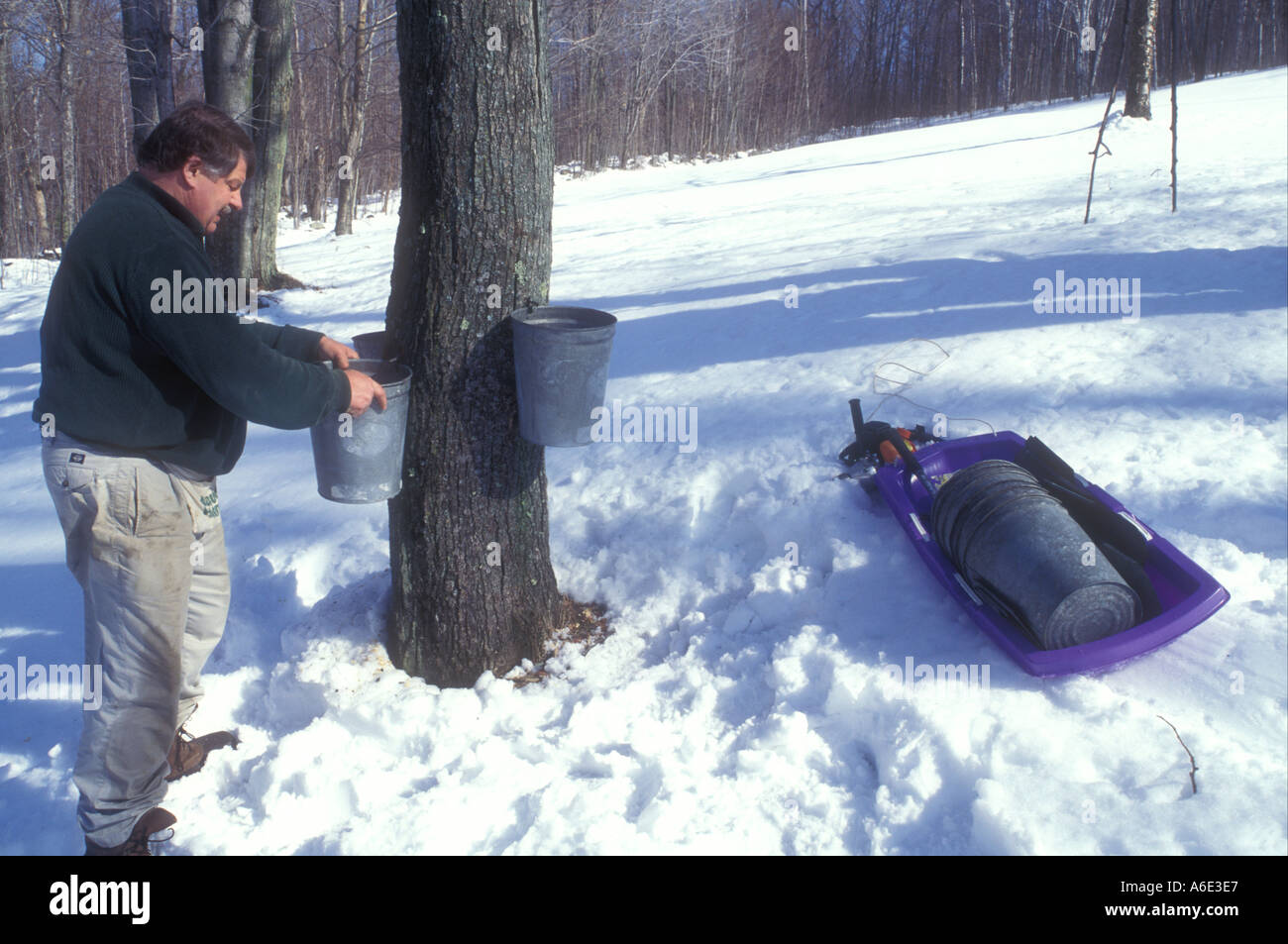Tapping maple tree hi-res stock photography and images - Alamy