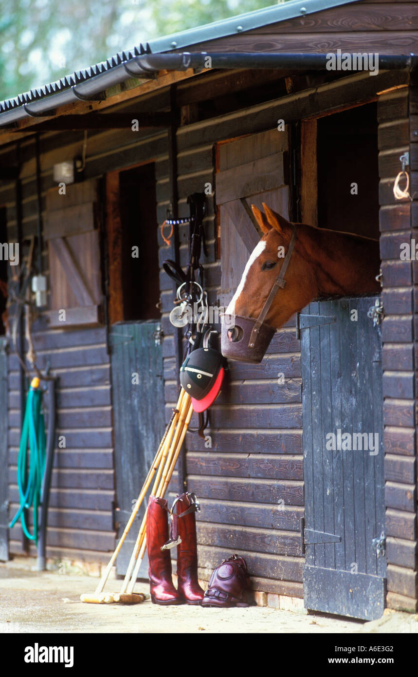 Polo pony in stables Stock Photo - Alamy