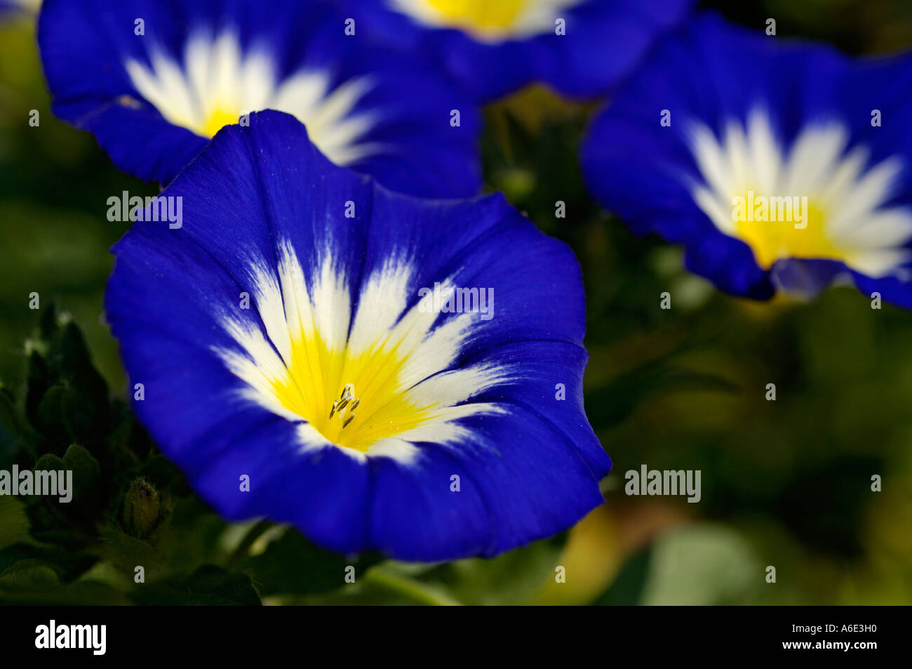 Blue Spanish Bindweed convolvulus tricolor detail close up Stock Photo ...