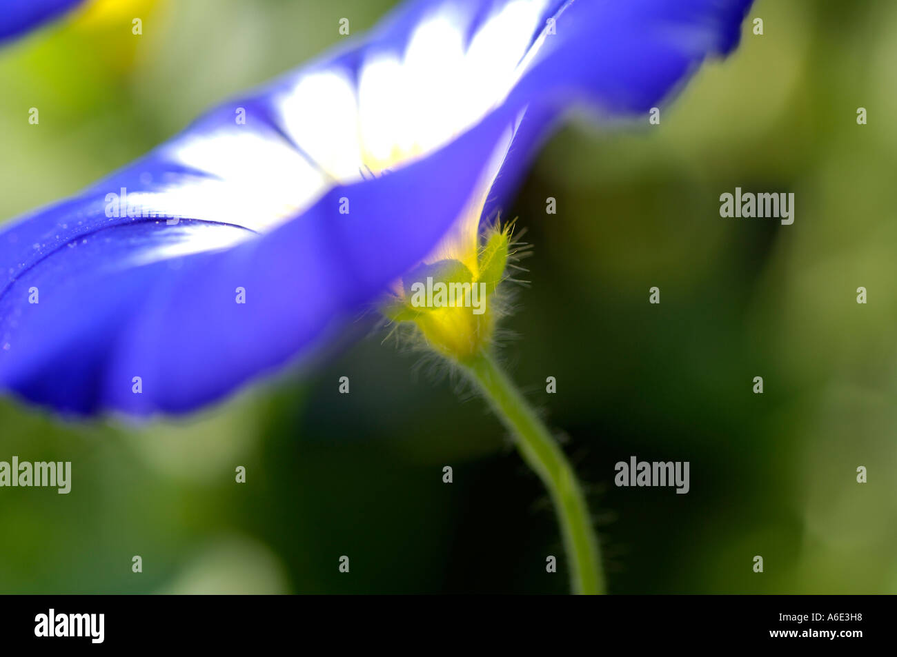 Blue Spanish Bindweed convolvulus tricolor detail close up Stock Photo ...