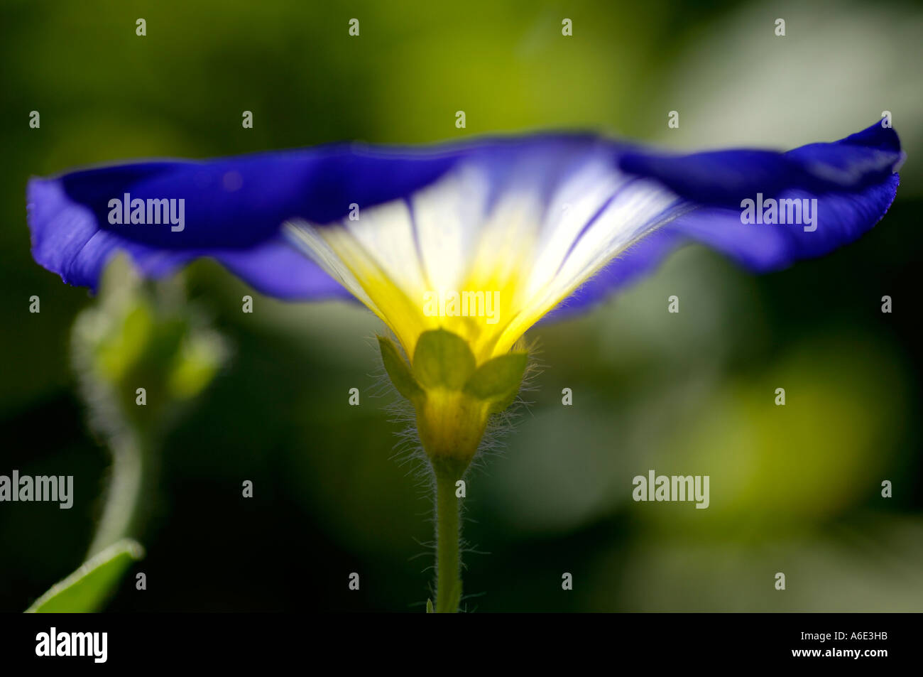 Convolvulus blue flowers convolvulus hi-res stock photography and ...