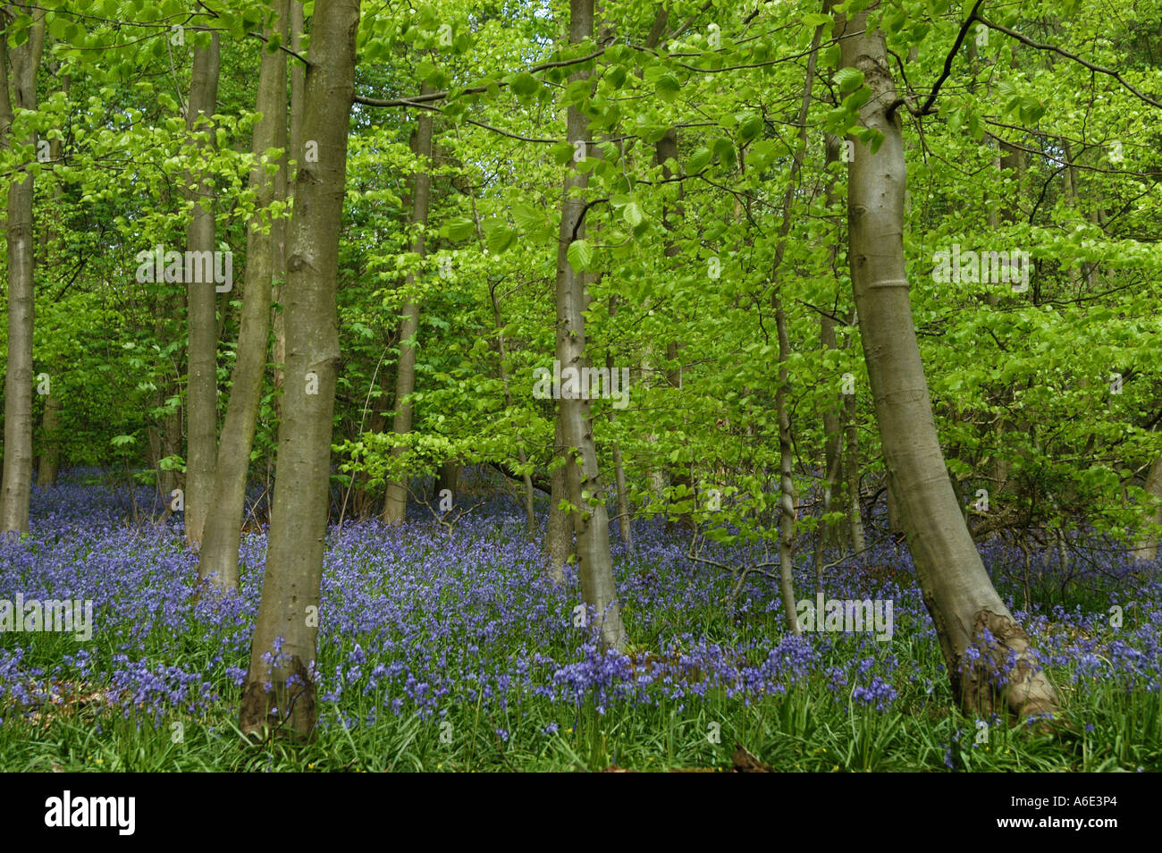 Badby wood hi-res stock photography and images - Alamy