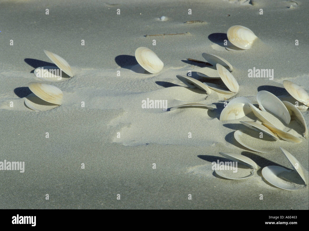 Clam shell images hi-res stock photography and images - Alamy