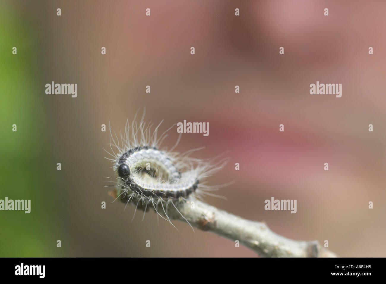 Oak process moth hi-res stock photography and images - Alamy