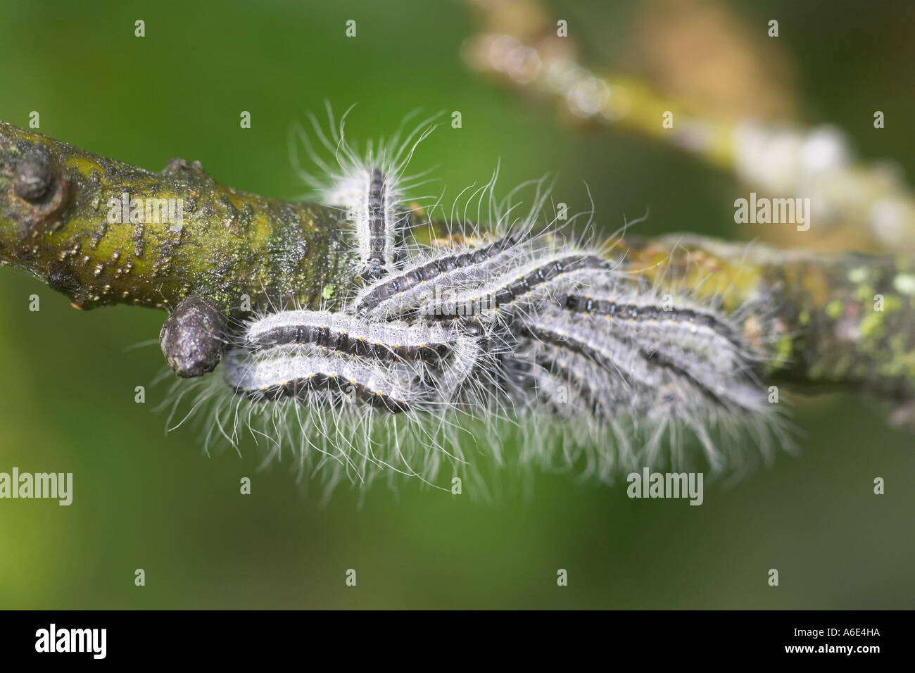 Oak procession moths hi-res stock photography and images - Alamy