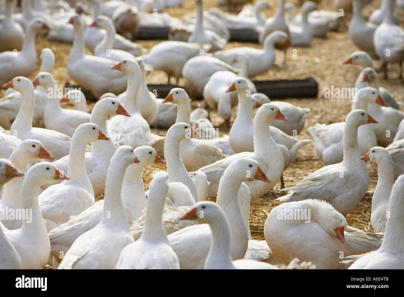 Impact of geese hi-res stock photography and images - Alamy