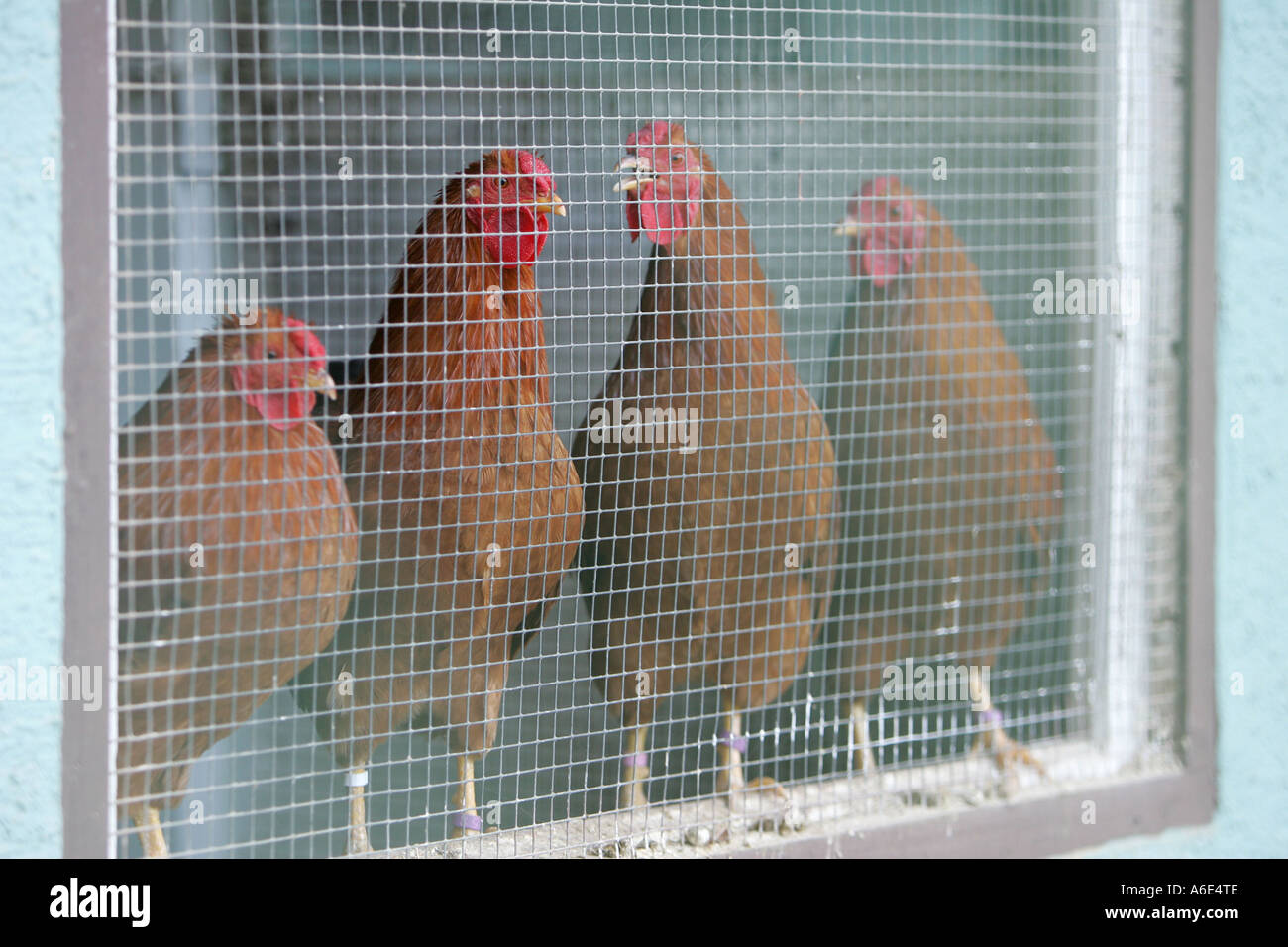 DEU, Federal Republic of Germany, Heidelberg, chickens in a keeping of ...