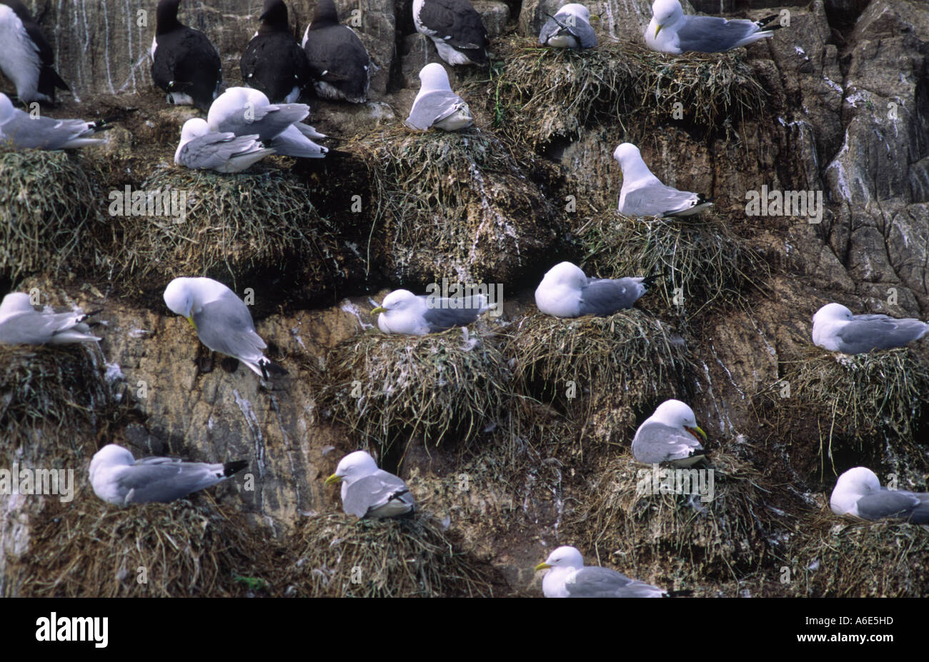 Kittiwakes england hi-res stock photography and images - Alamy