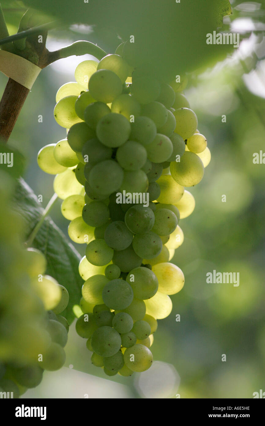 White burgundy grape vine with grapes Stock Photo - Alamy