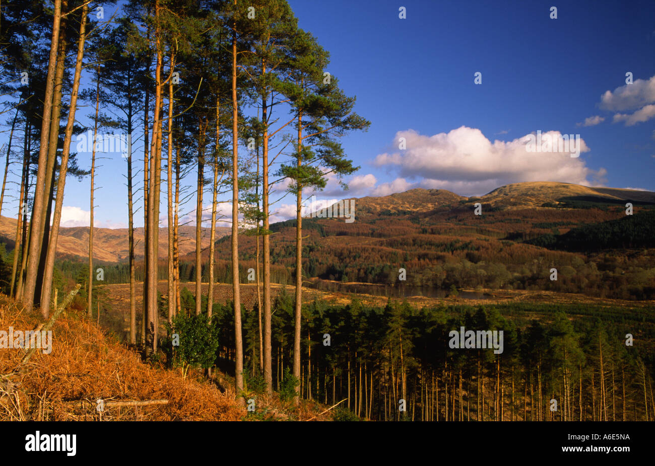 Scotland spruce forest hi-res stock photography and images - Alamy