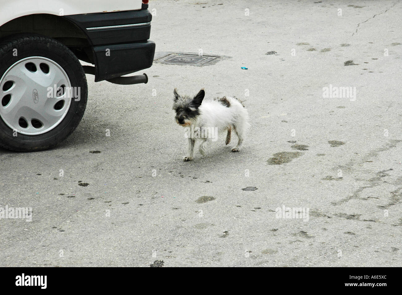 Spain stray dog hi-res stock photography and images - Alamy