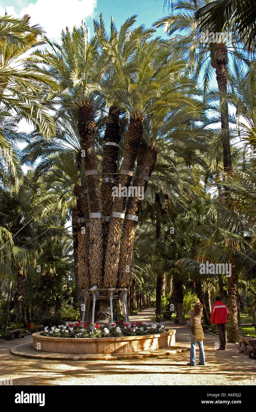 Emperor palm, palmera imperially in the priest garden, huerto del cura ...