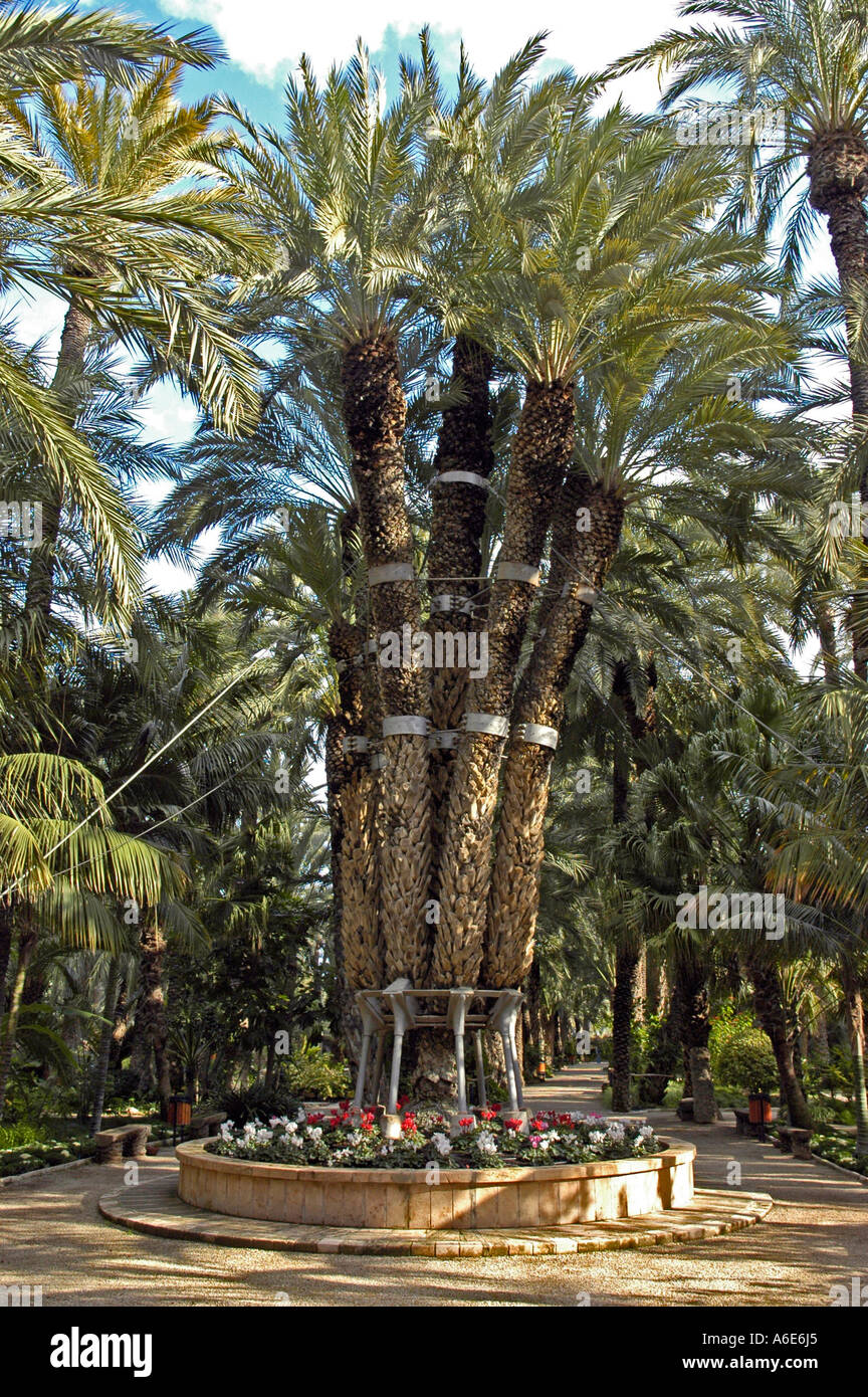 Emperor palm, palmera imperially in the priest garden, huerto del cura ...