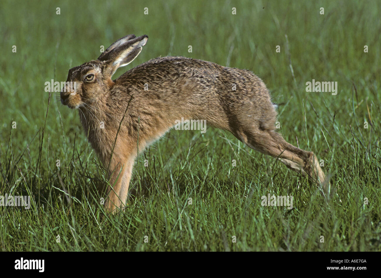 Form stiff hi-res stock photography and images - Alamy