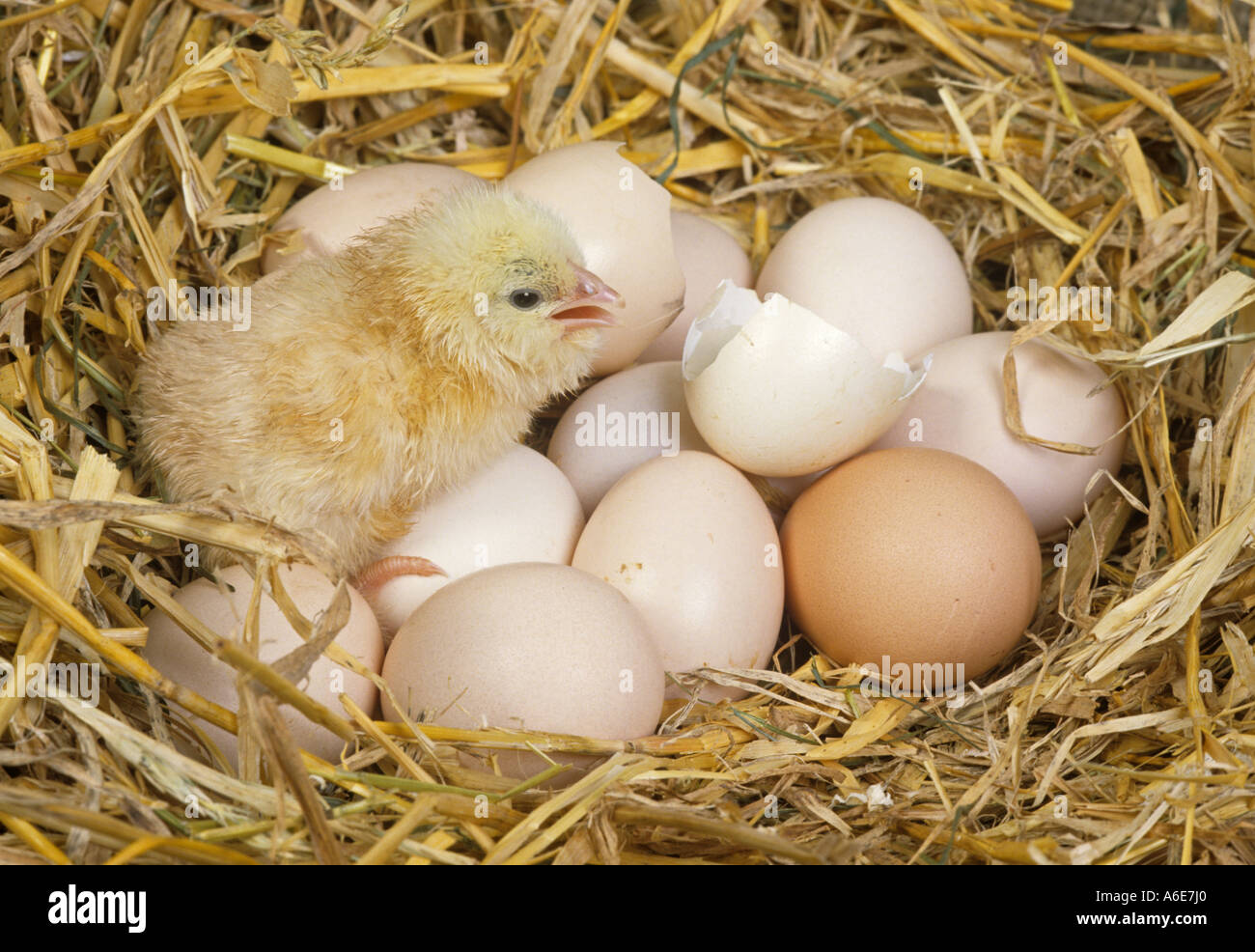 Chick & Hatching Eggs Stock Photo - Alamy