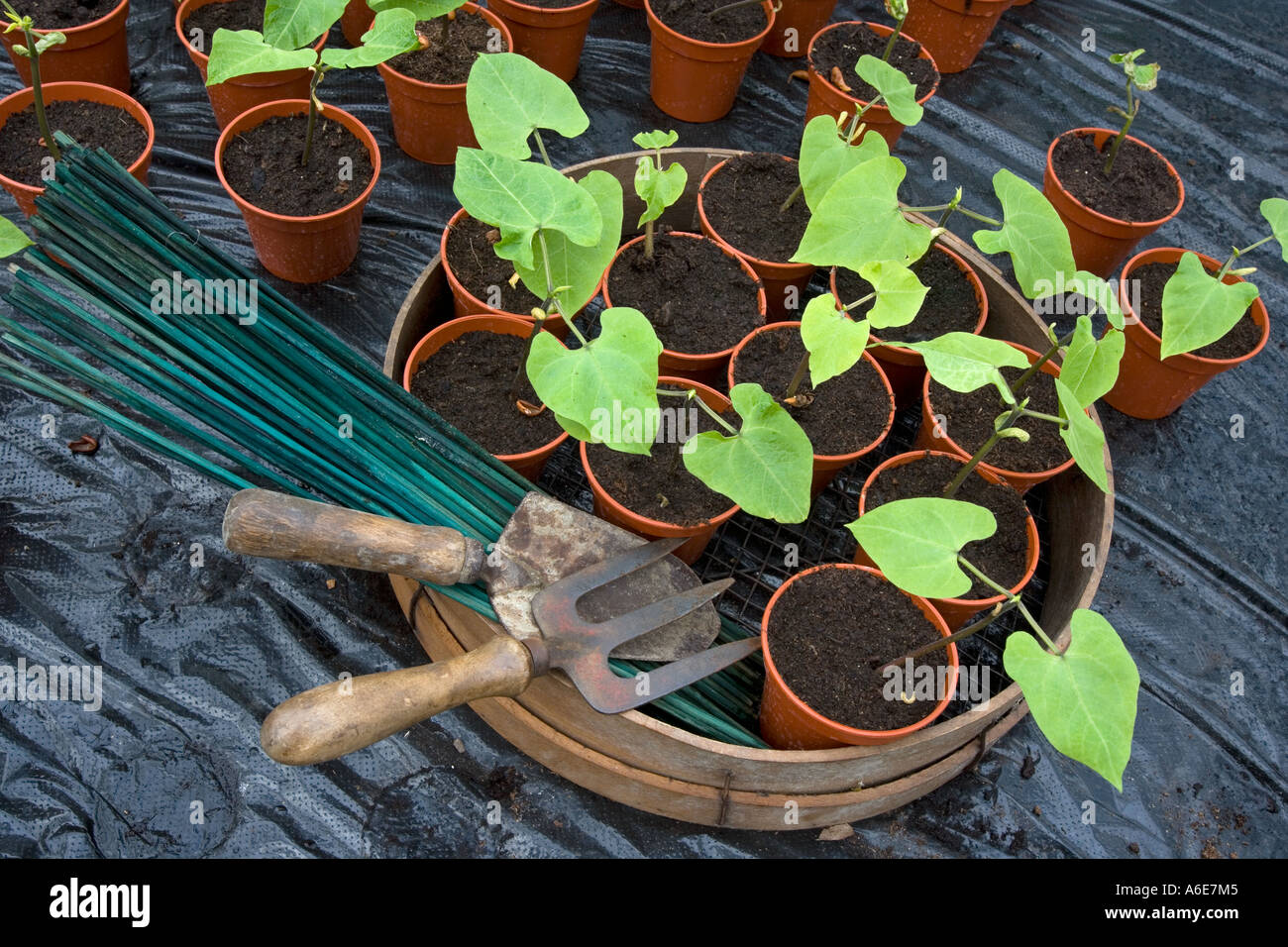Dwarf Runner Beans Ready for Planting Out Stock Photo - Alamy