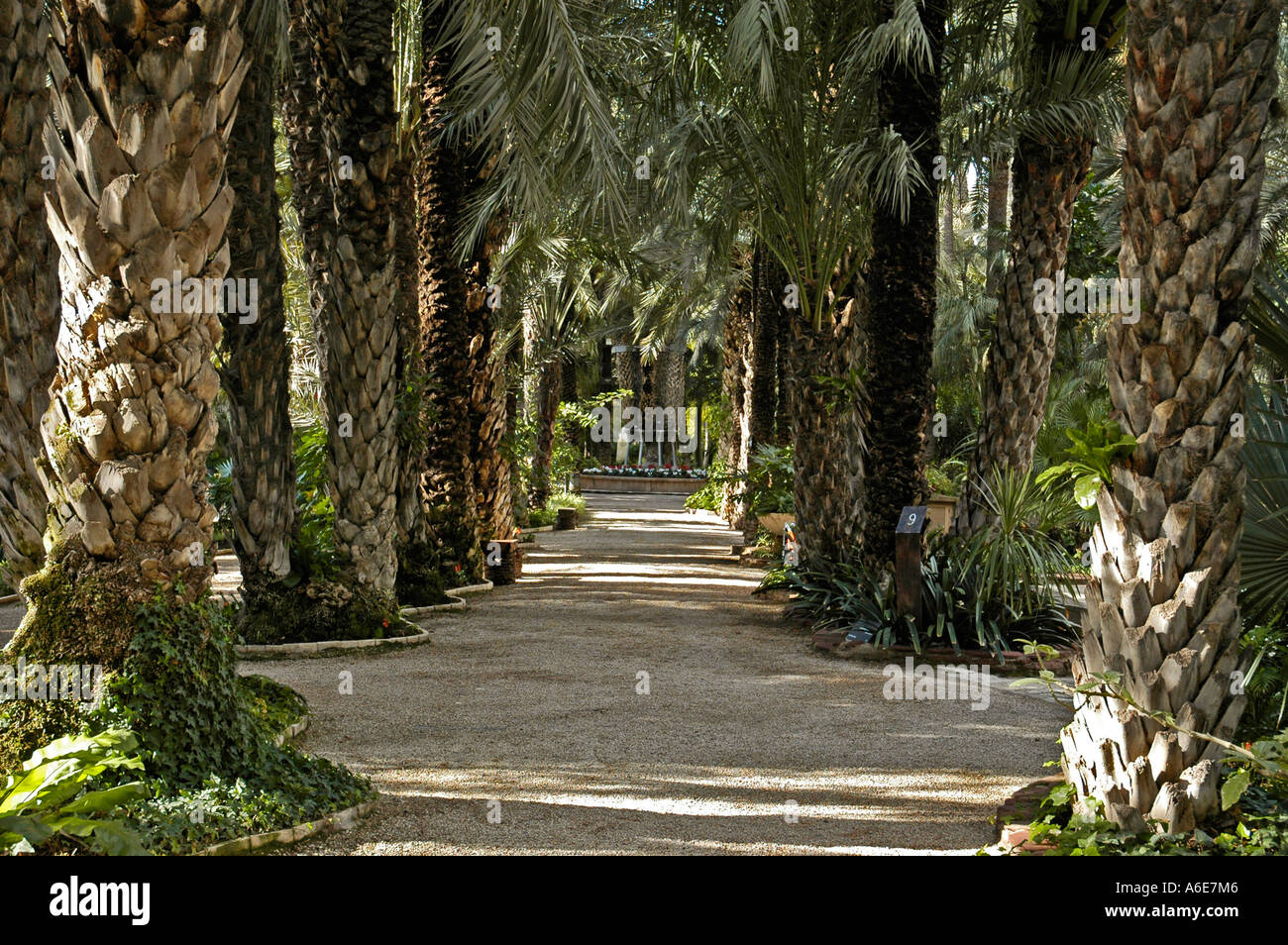 Lane in the Palm grove with view of the emperor palm, palmera ...