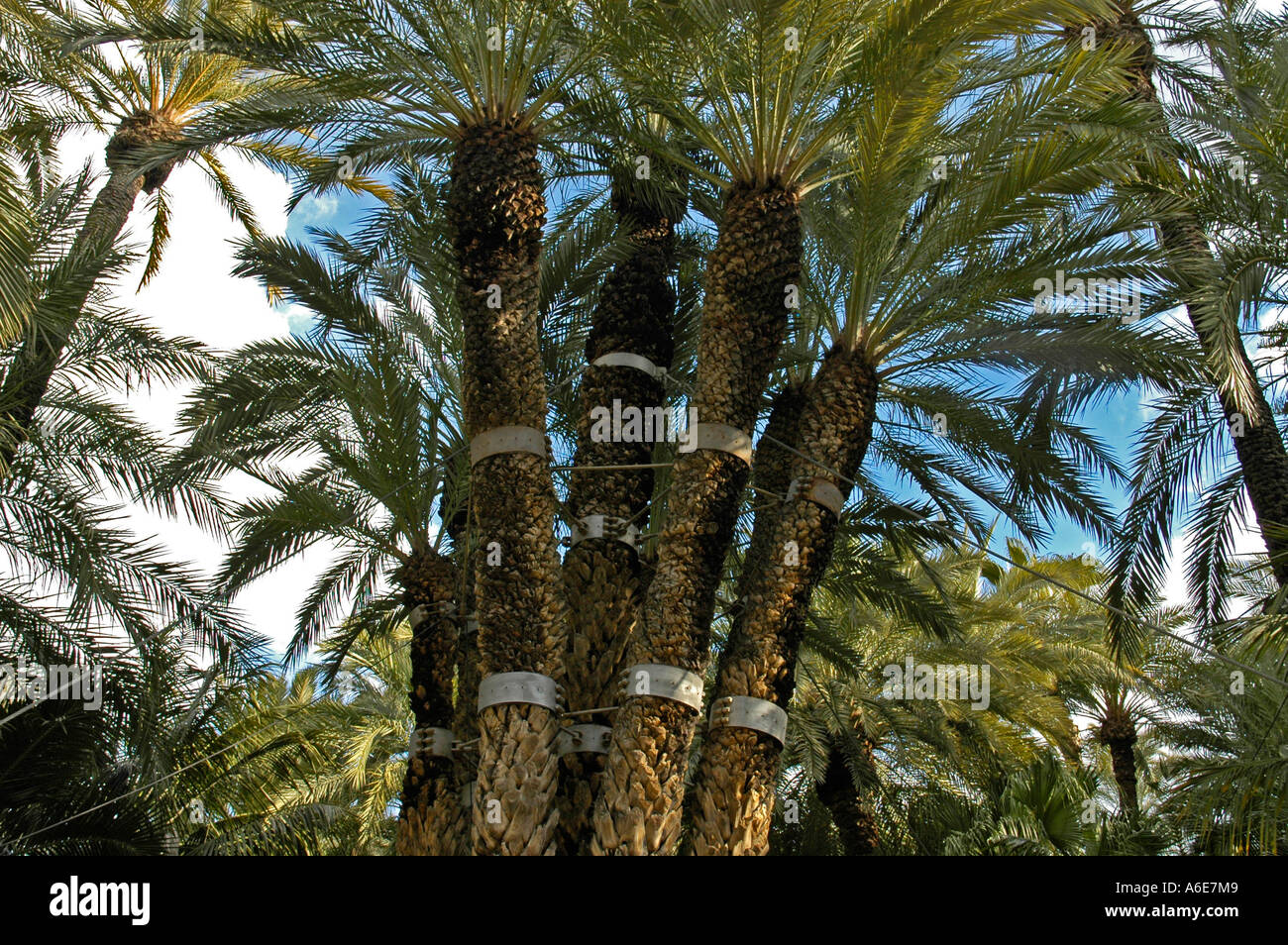 Emperor palm, palmera imperially in the priest garden, huerto del cura ...