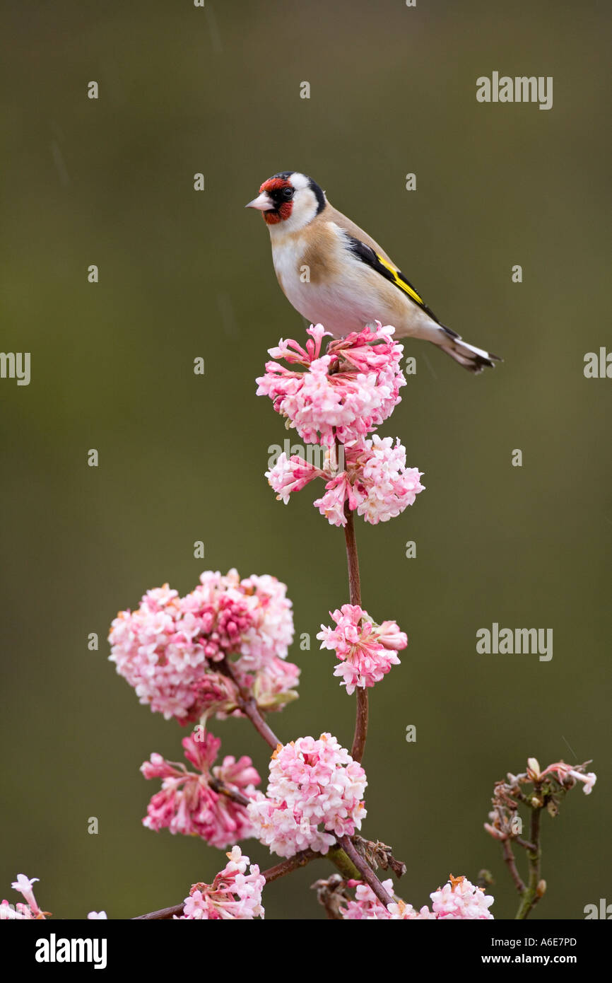A single adult Goldfinch Carduelis carduelis perched on spring blossom ...