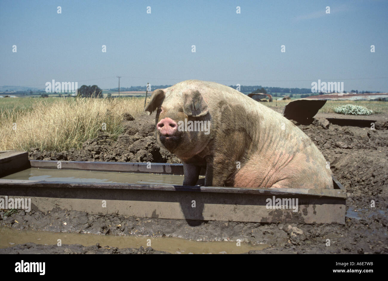 Large White Pig Cooling Off Stock Photo - Alamy
