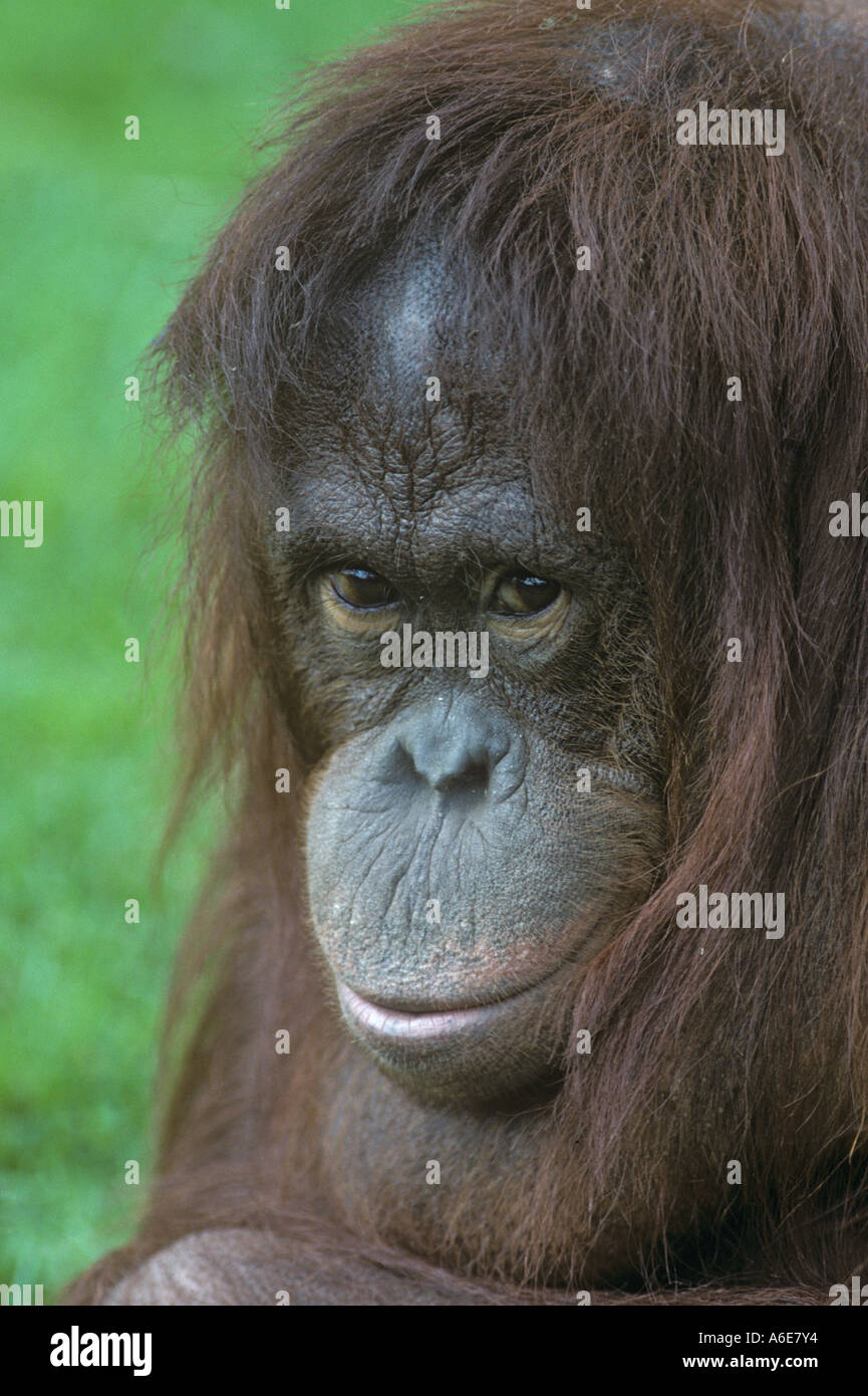 Orang-Utan Pongo pygmaeus Immature Stock Photo - Alamy