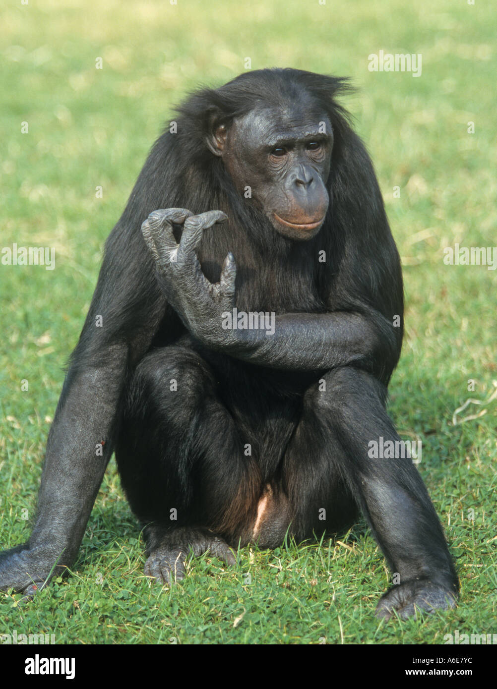 Pygmy Chimpanzee Pan paniscus Stock Photo - Alamy
