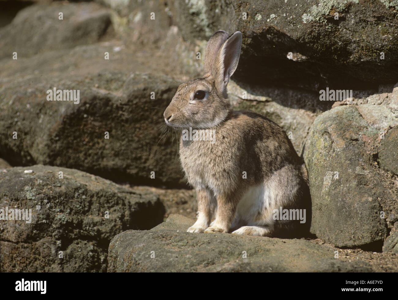 Rabbit Oryctolaous cuniculus outside burrow Stock Photo - Alamy