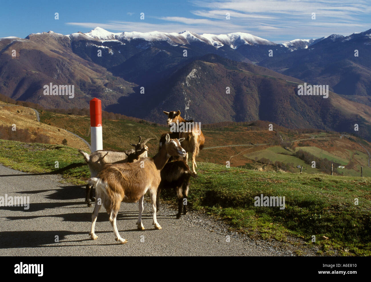 Goat in french pyrenees hi-res stock photography and images - Alamy