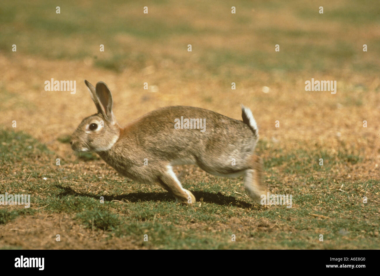 Rabbit Oryctolaous cuniculus Running Stock Photo - Alamy