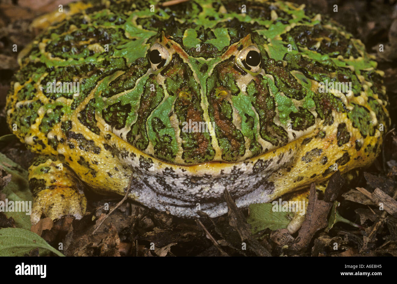 Big fat horned frog hi-res stock photography and images - Alamy