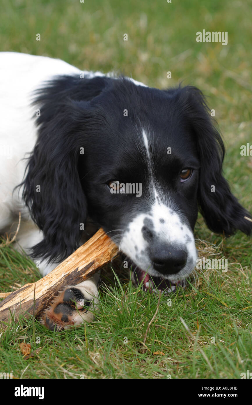 English springer spaniel puppy hi-res stock photography and images - Alamy