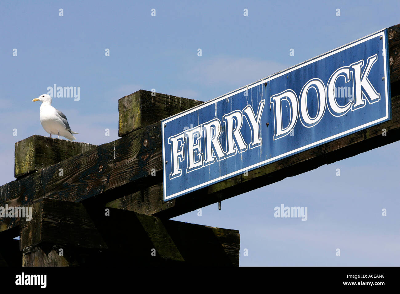 Ferry Dock sign with a seagull sitting on it, Vancouver, British ...