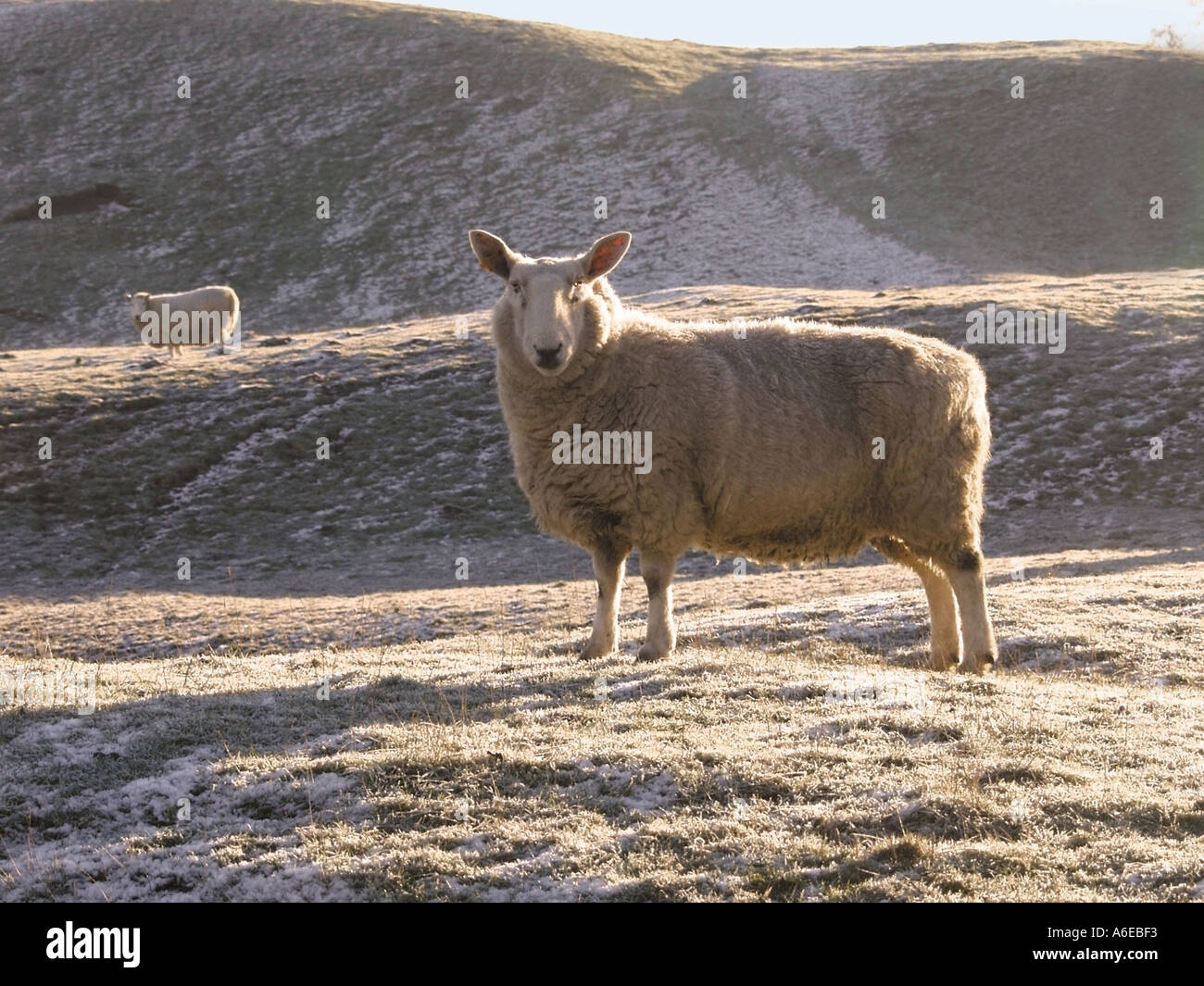 bedfordshire motte bailey castle yelden Stock Photo - Alamy