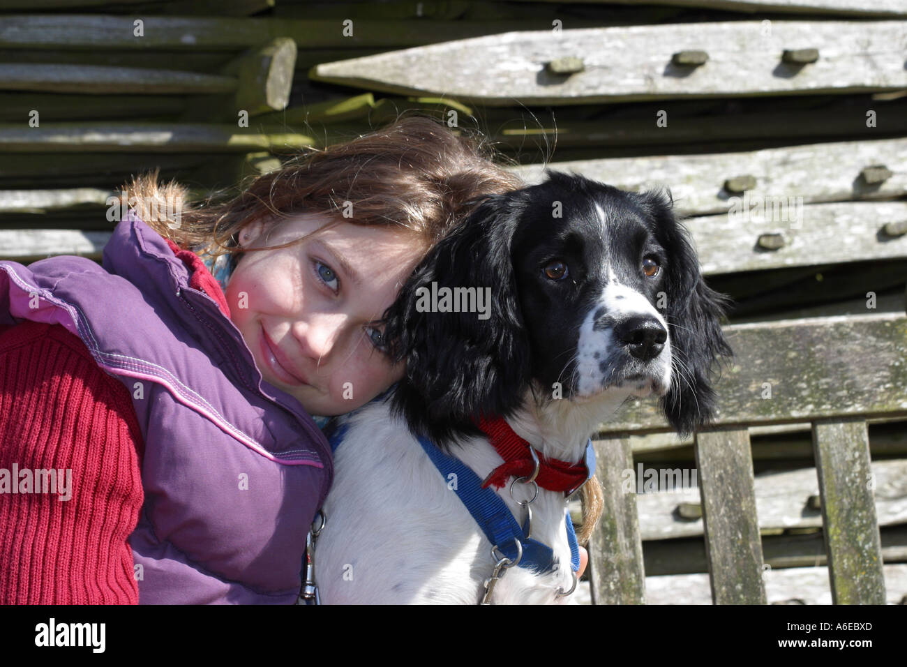 Young girl with her puppy English springer Spaniel cuddling Stock Photo ...