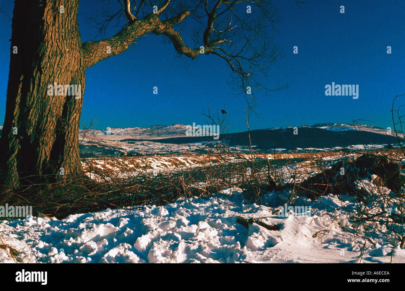 Snow scene with tree and small bird Stock Photo - Alamy