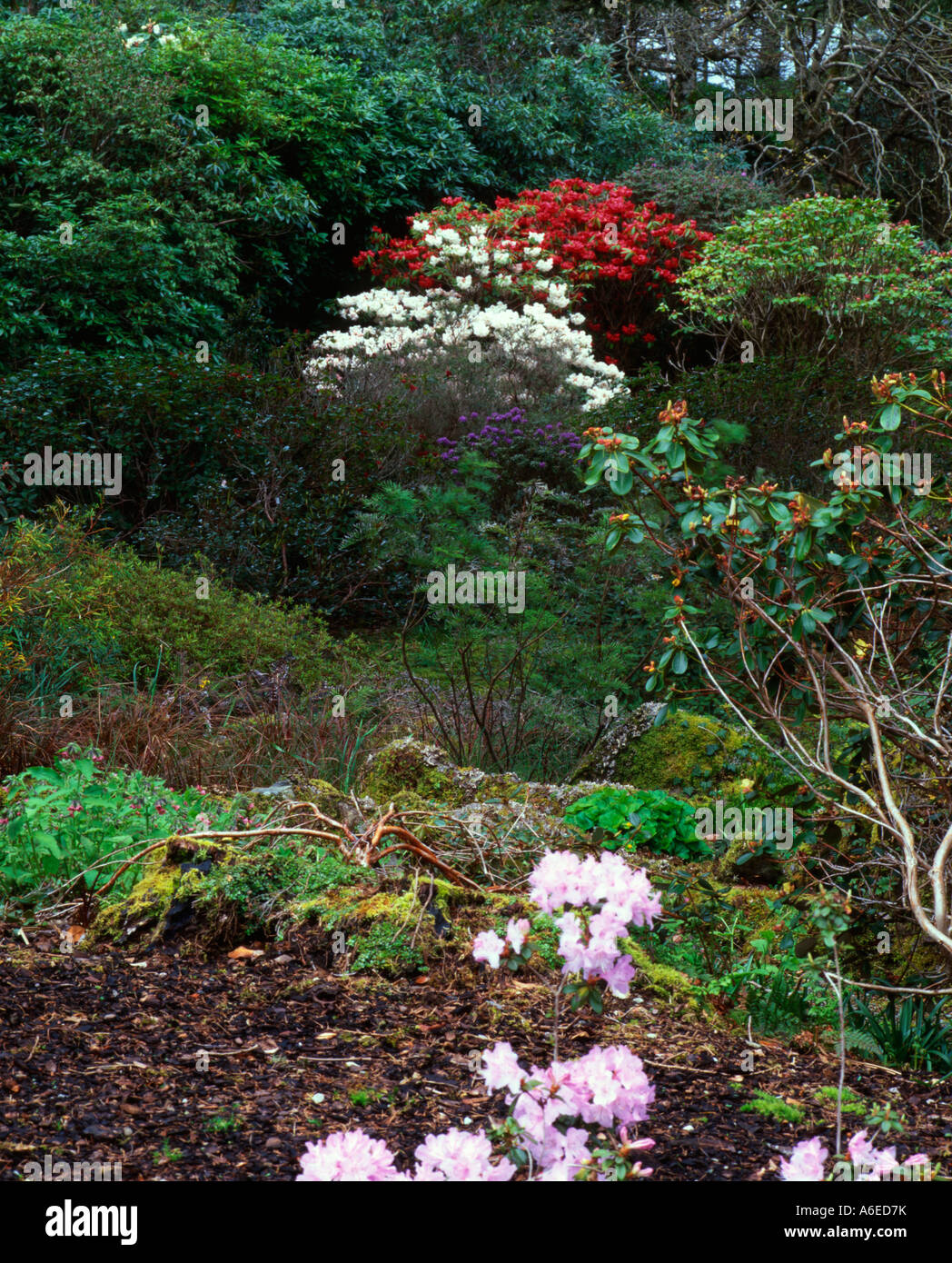 Arduaine Gardens near Kilmelford, Argyll Stock Photo - Alamy