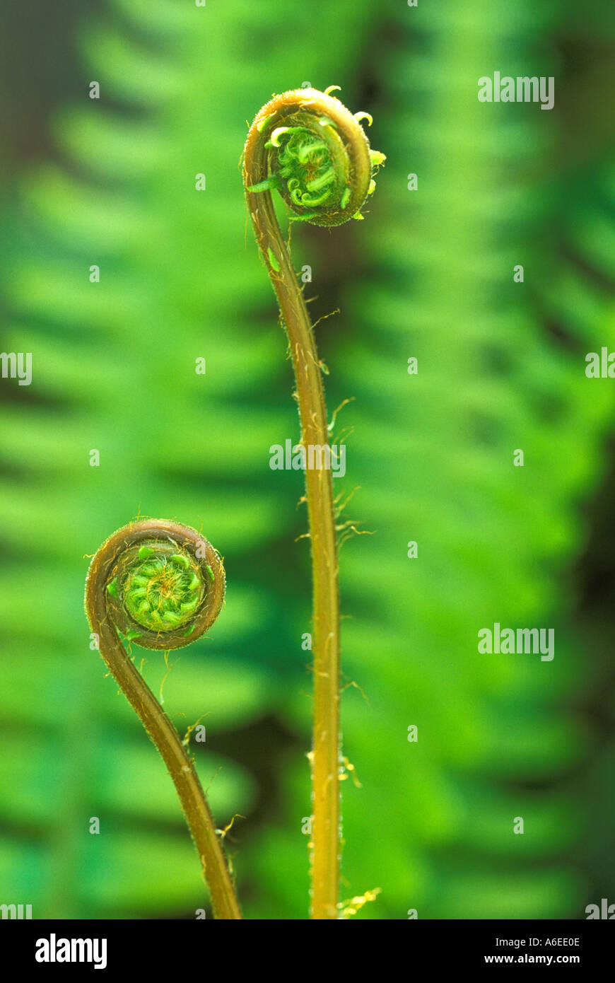 Western sword Fern Polystichum munitum frond unfurling Olympic National ...