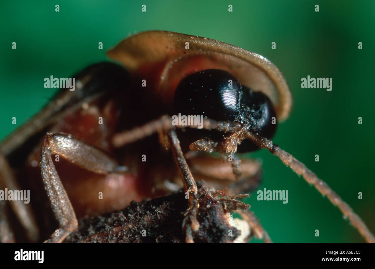 Male Lampyris noctiluca European glow worm portrait Stock Photo - Alamy