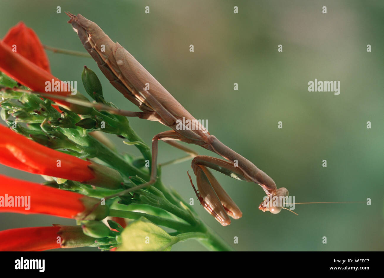 Iris oratoria praying mantis female Stock Photo - Alamy