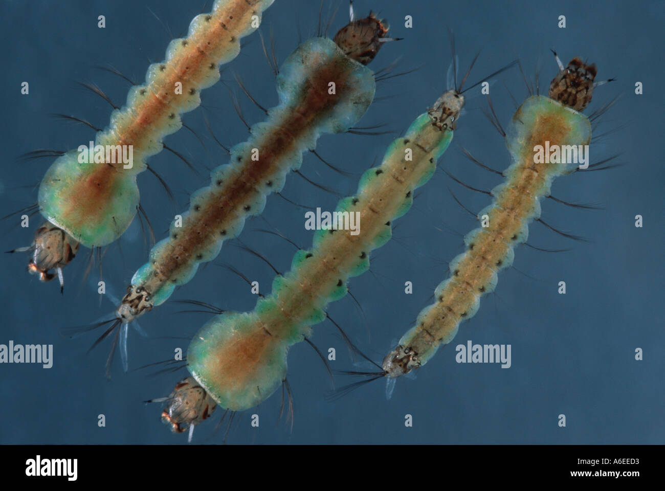 Anopheles atroparvus mosquito larvae in water viewed from above Stock ...