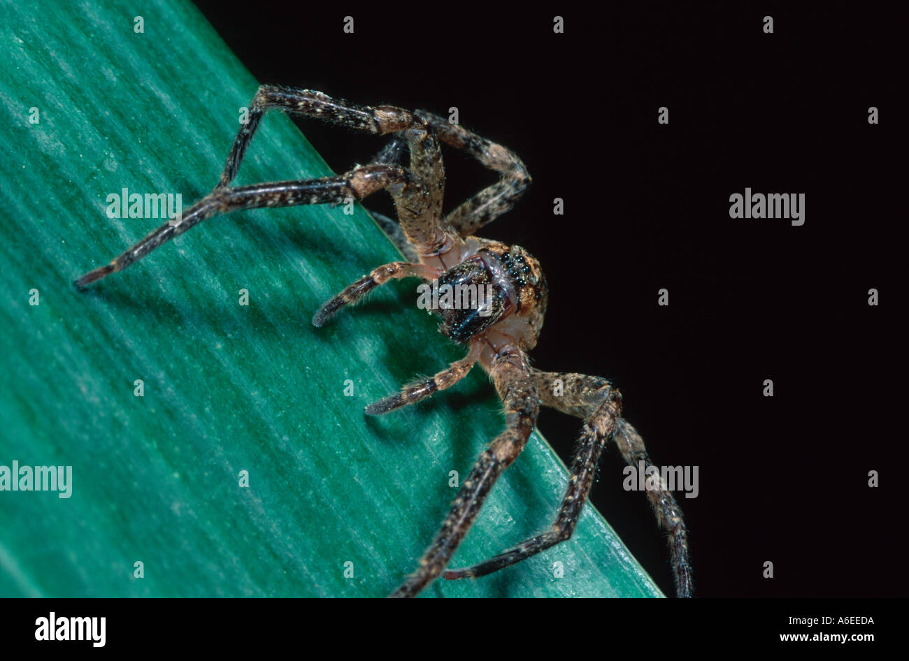 Zoropsidae hi-res stock photography and images - Alamy