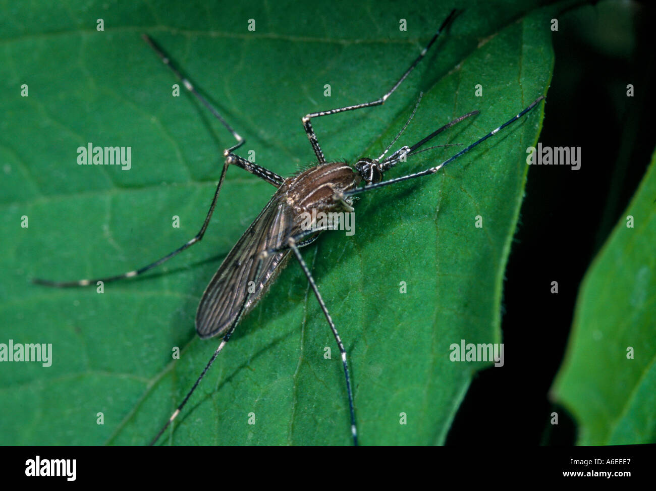 Culiseta longiareolata hi-res stock photography and images - Alamy